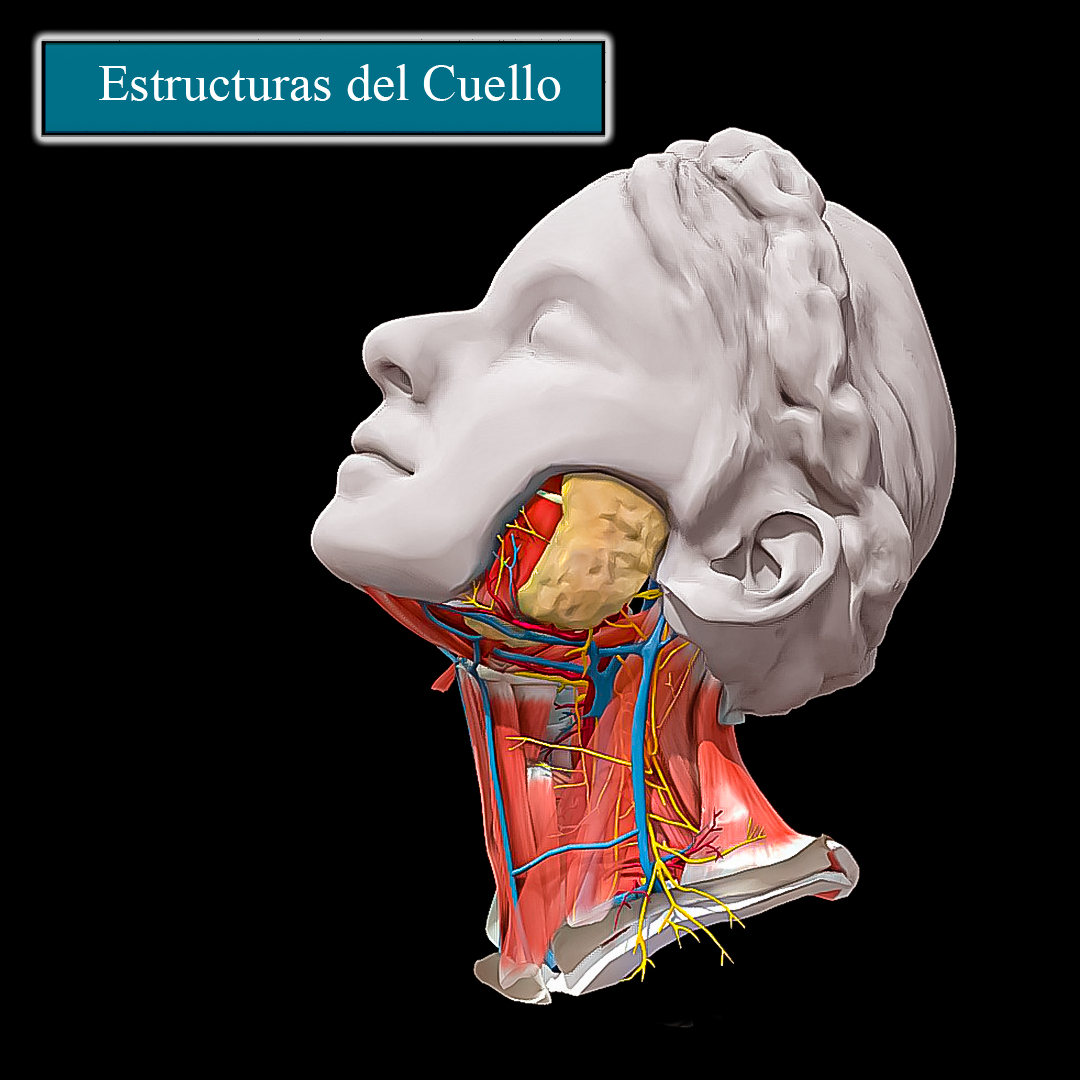 Angina de Ludwing o Flemón de Gensoul » ORL FACE